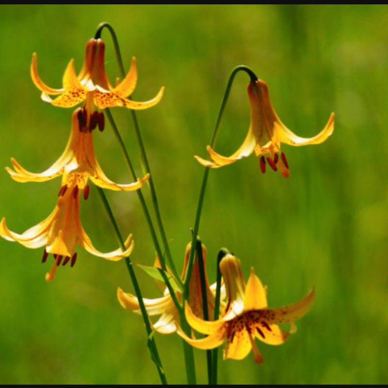 Canadian Lily Conservation | St. Lawrence University