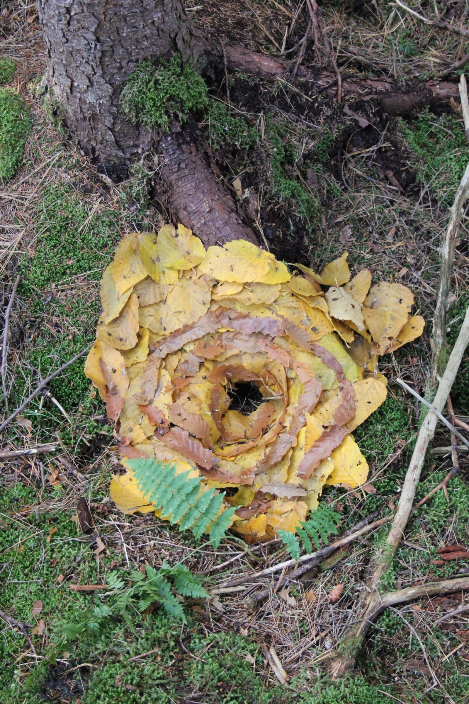 Found Objects, Fractals, and Fibonacci Spirals | St. Lawrence University